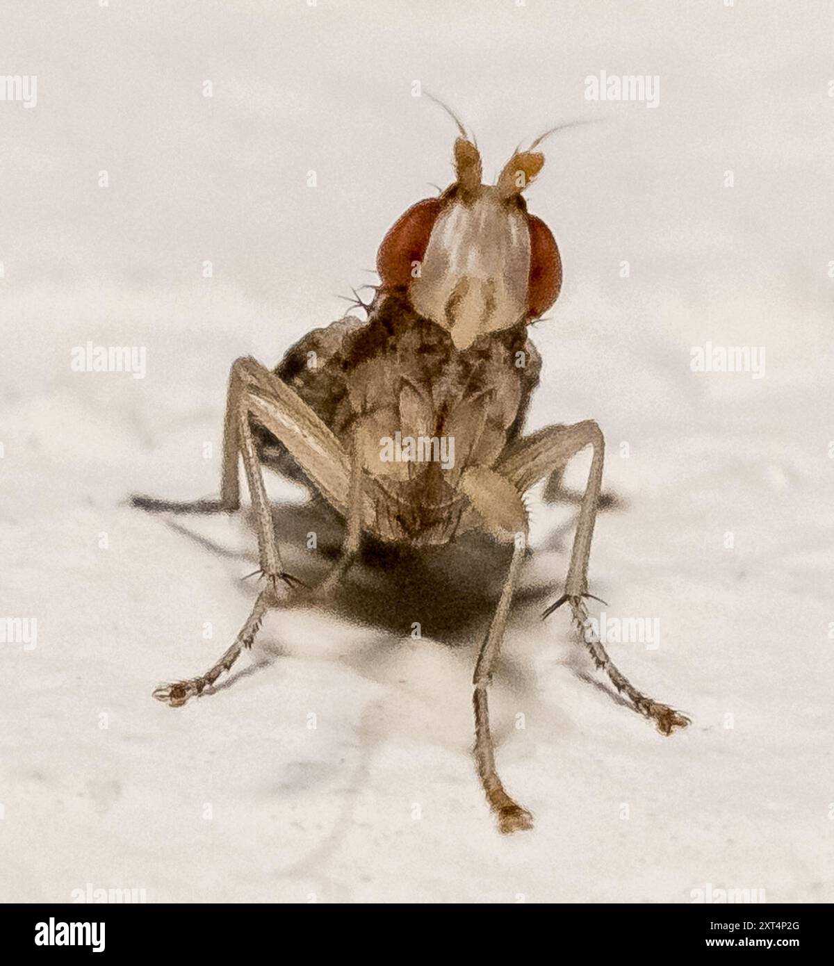 (Trypetoptera canadensis) Insecta Stock Photo - Alamy
