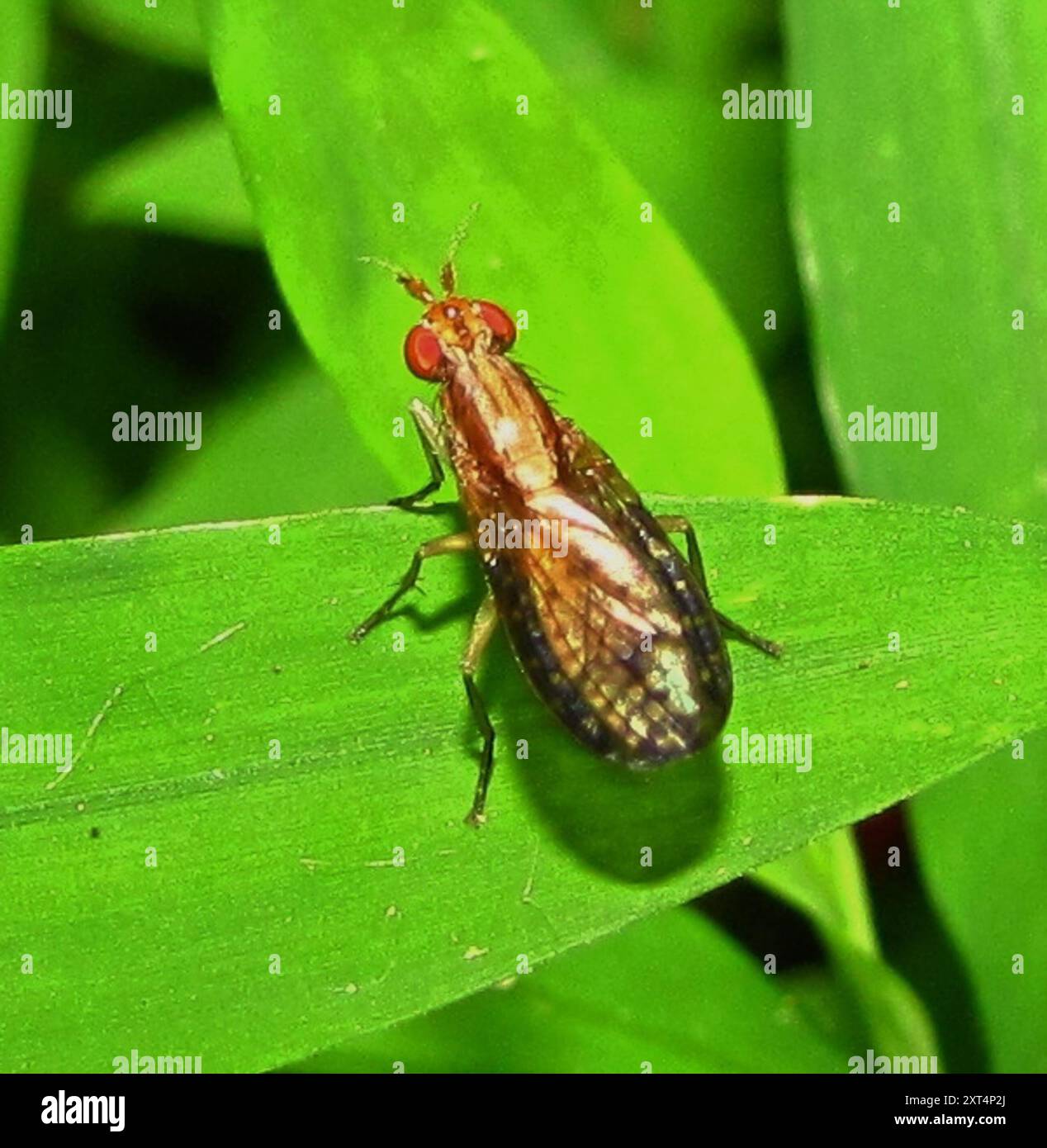 (Trypetoptera canadensis) Insecta Stock Photo - Alamy
