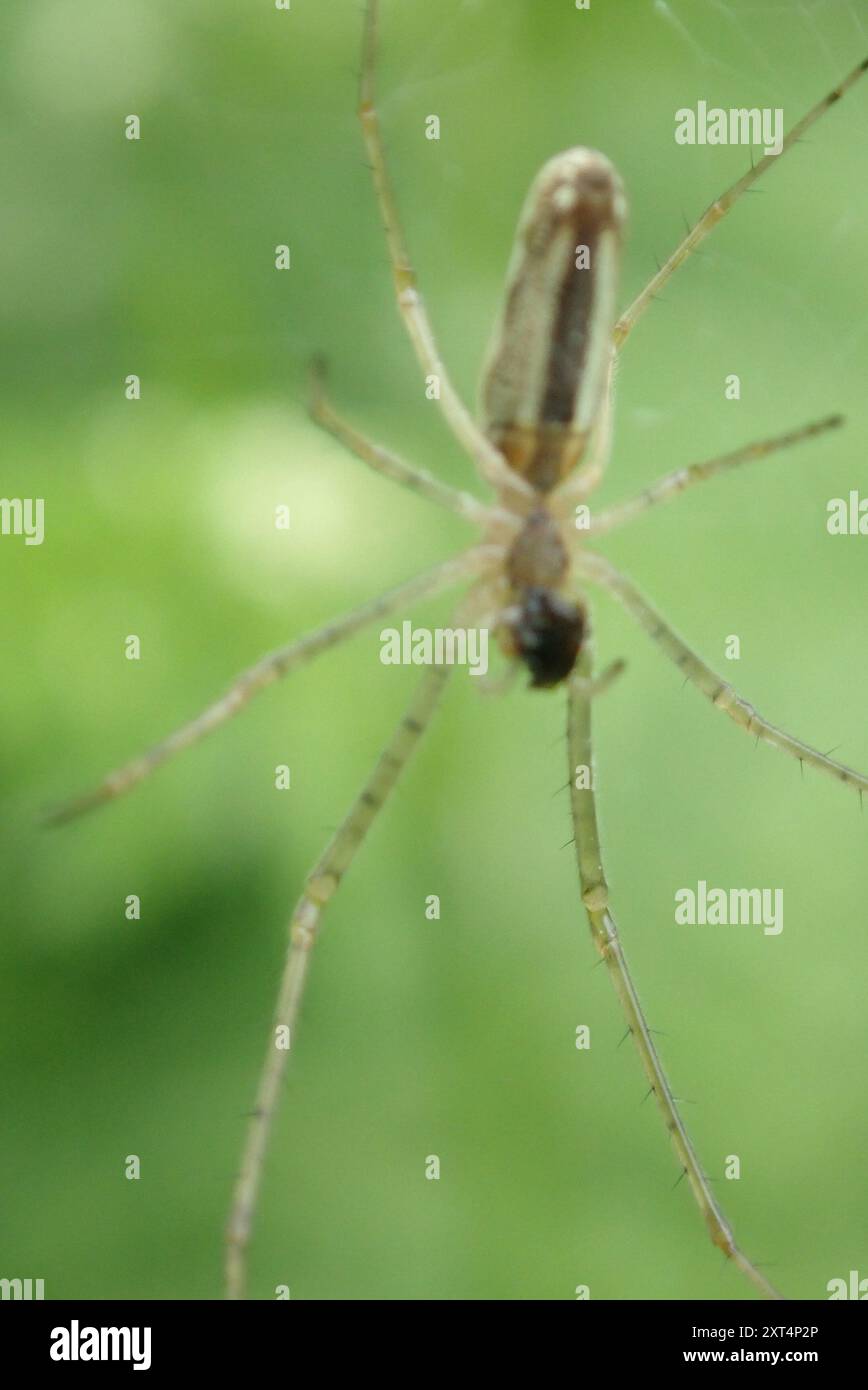 Stretch Spiders (Tetragnatha) Arachnida Stock Photo - Alamy