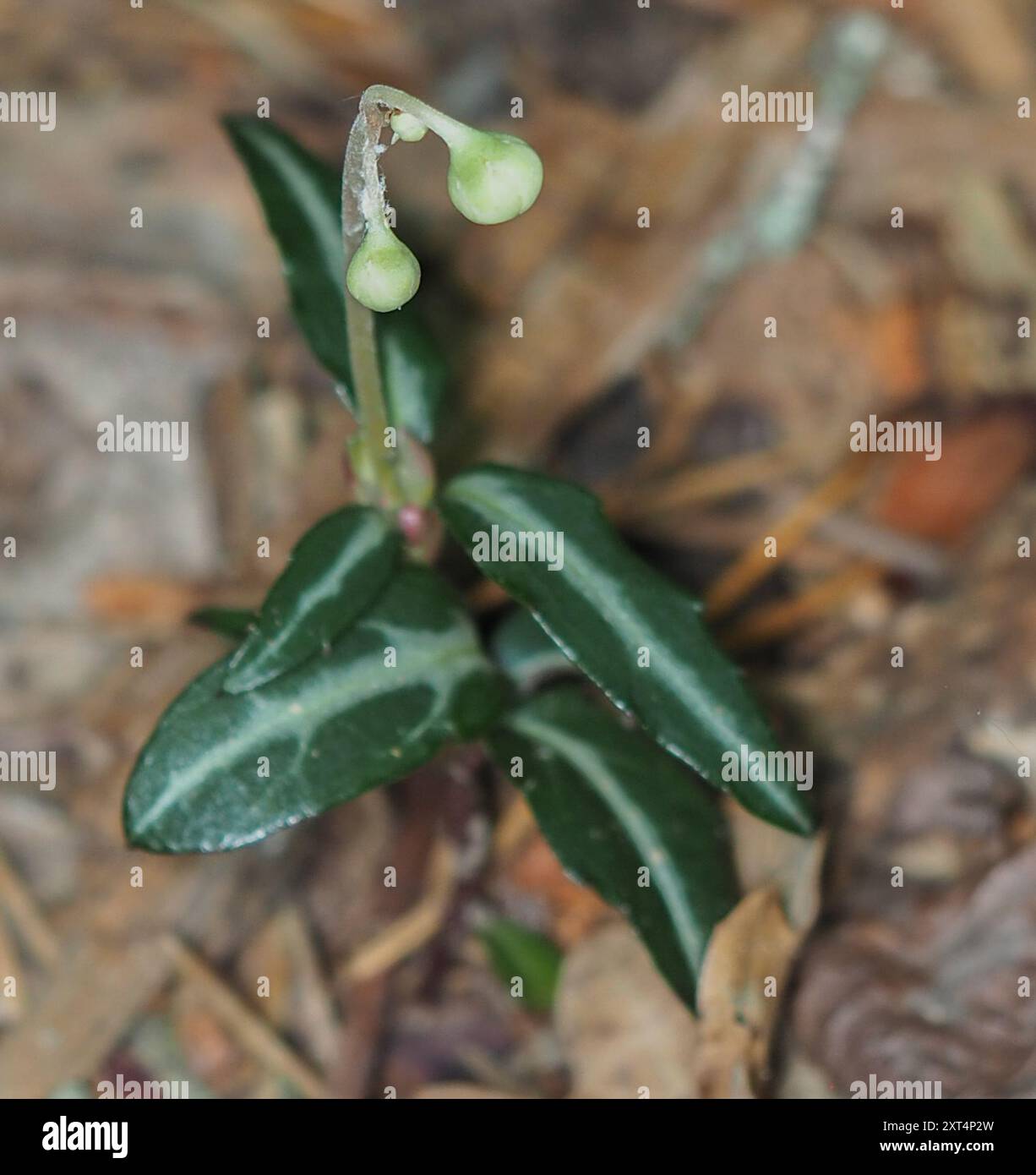 striped wintergreen (Chimaphila maculata) Plantae Stock Photo - Alamy