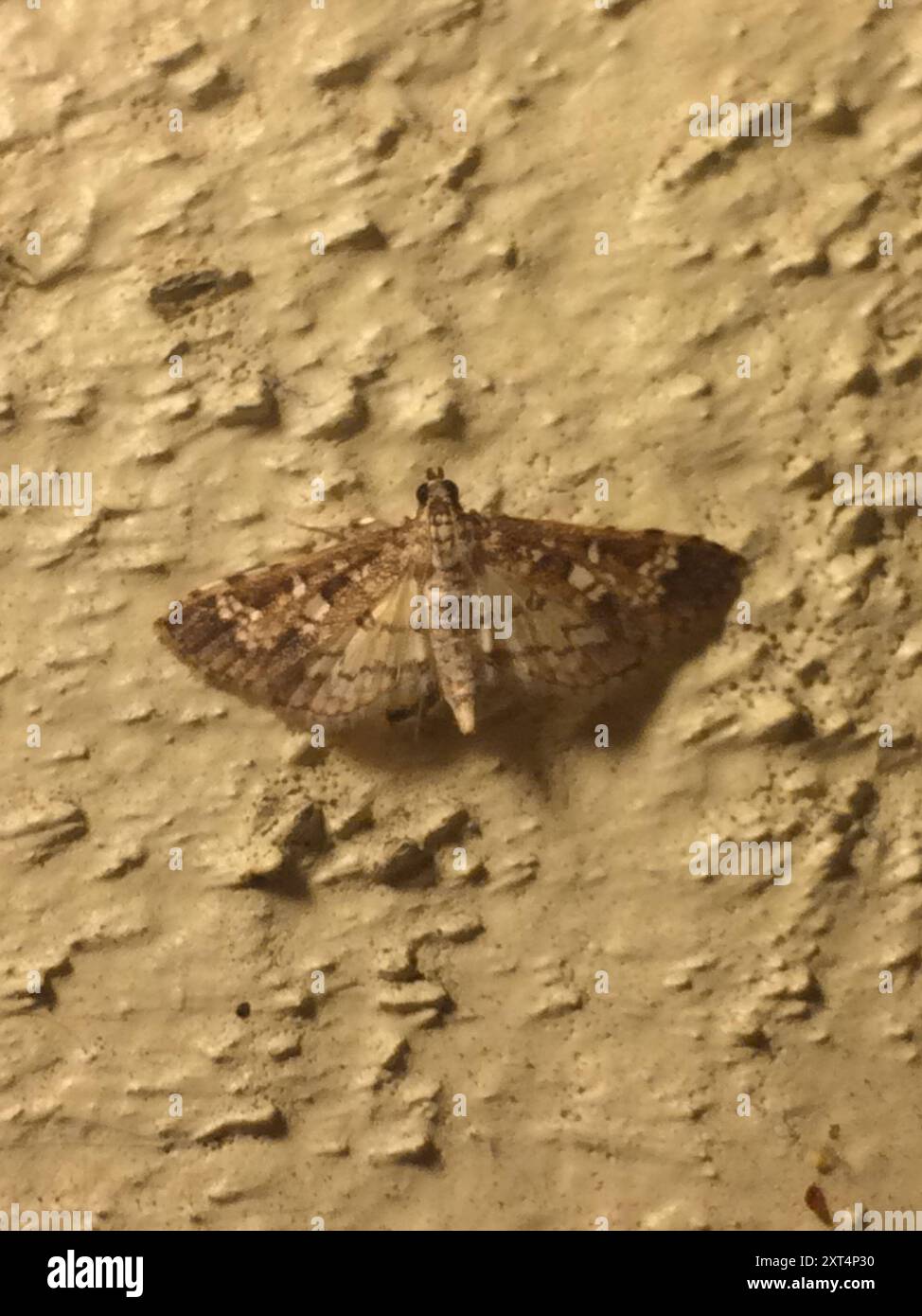 Salvinia Stem Borer Moth (Samea multiplicalis) Insecta Stock Photo - Alamy