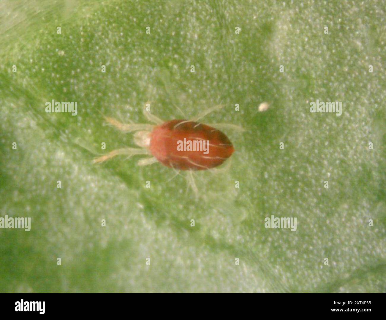 Twospotted Spider Mite (Tetranychus urticae) Arachnida Stock Photo - Alamy