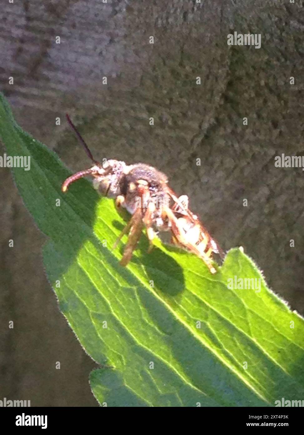 Nomad Bees (Nomada) Insecta Stock Photo - Alamy