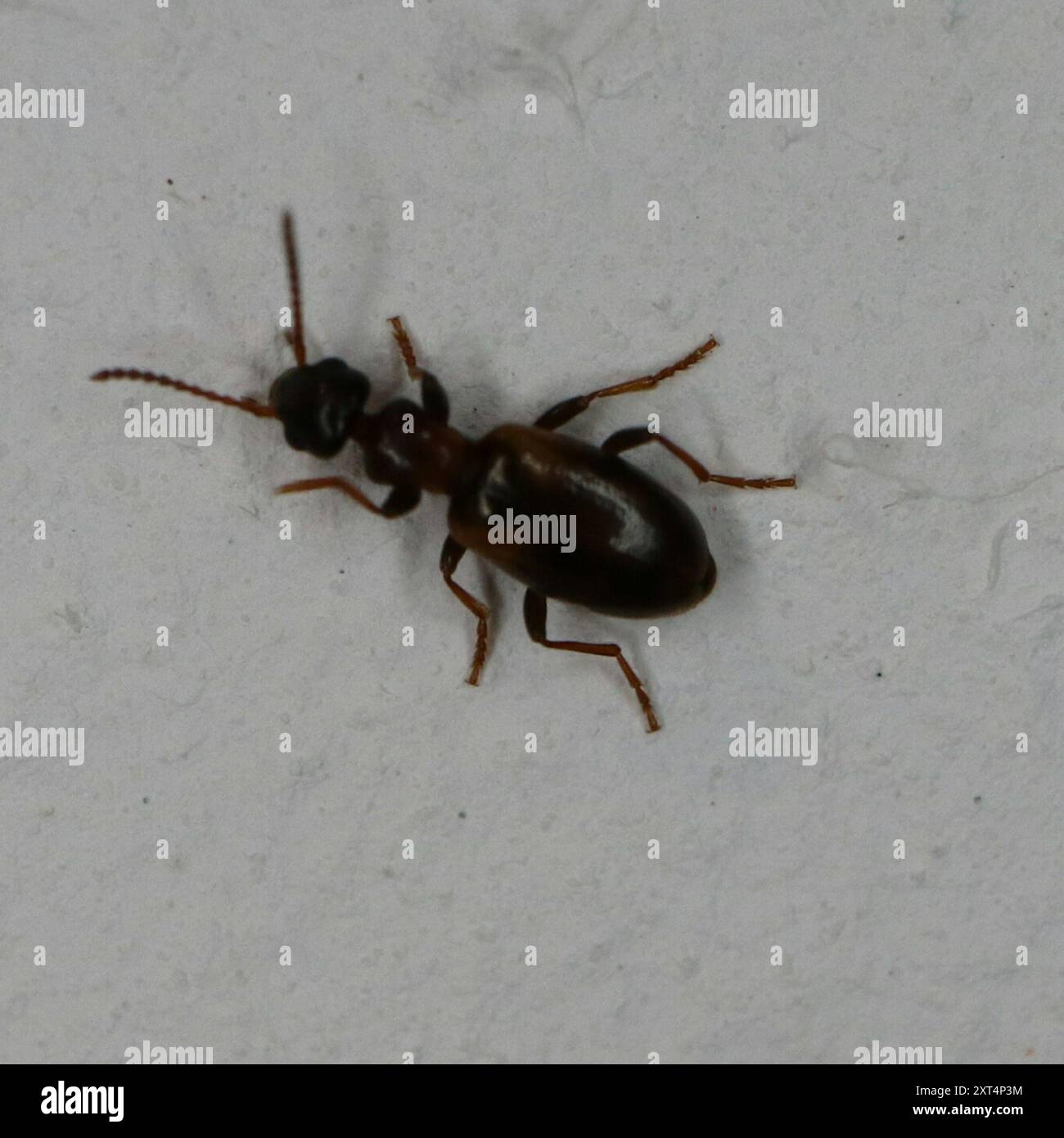 Narrow-necked Grain Beetle (Omonadus floralis) Insecta Stock Photo - Alamy