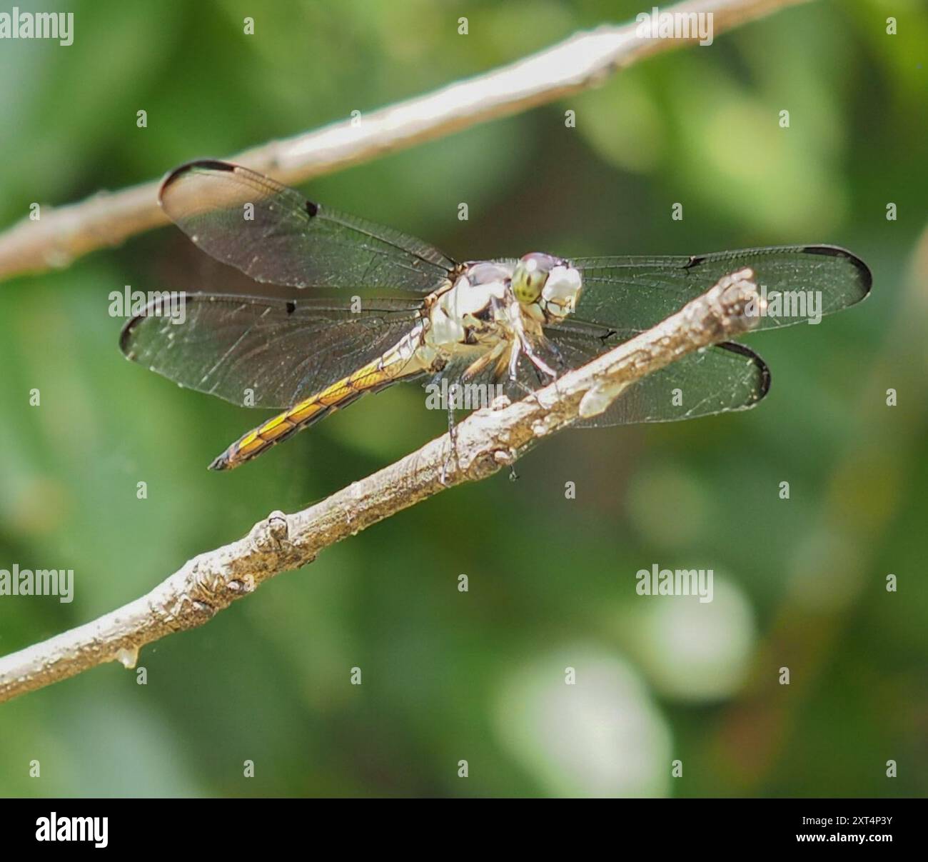 Great Blue Skimmer (Libellula vibrans) Insecta Stock Photo - Alamy