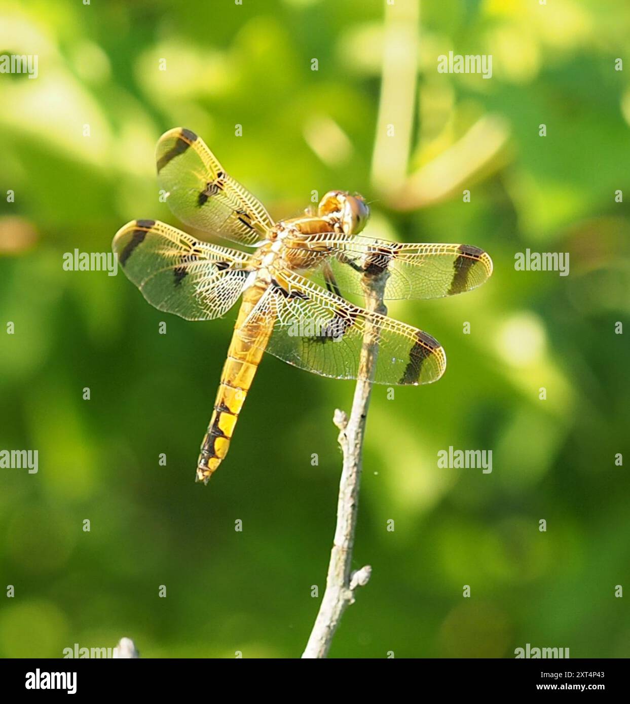 Painted Skimmer (Libellula semifasciata) Insecta Stock Photo - Alamy