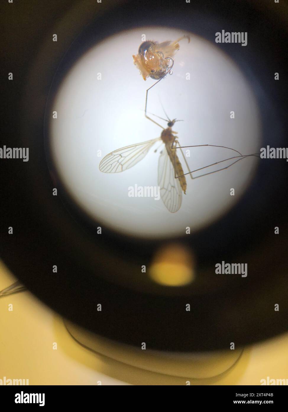Winter Gnat (Trichocera annulata) Insecta Stock Photo - Alamy