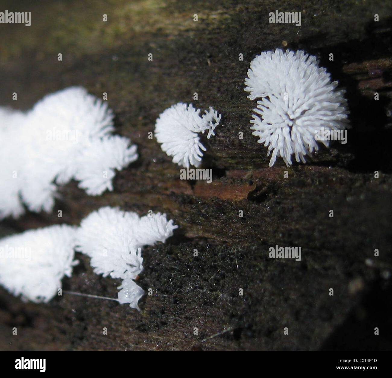 Honeycomb Coral Slime Mold (Ceratiomyxa fruticulosa) Protozoa Stock ...
