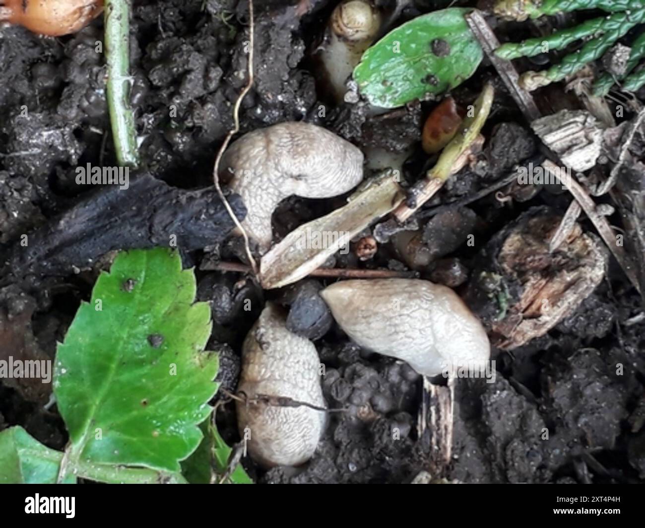 Milky Slug (Deroceras reticulatum) Mollusca Stock Photo - Alamy