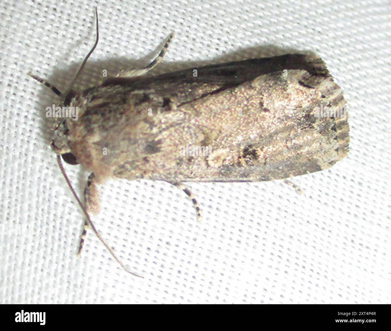 Cutworm Moths and Allies (Noctuidae) Insecta Stock Photo - Alamy