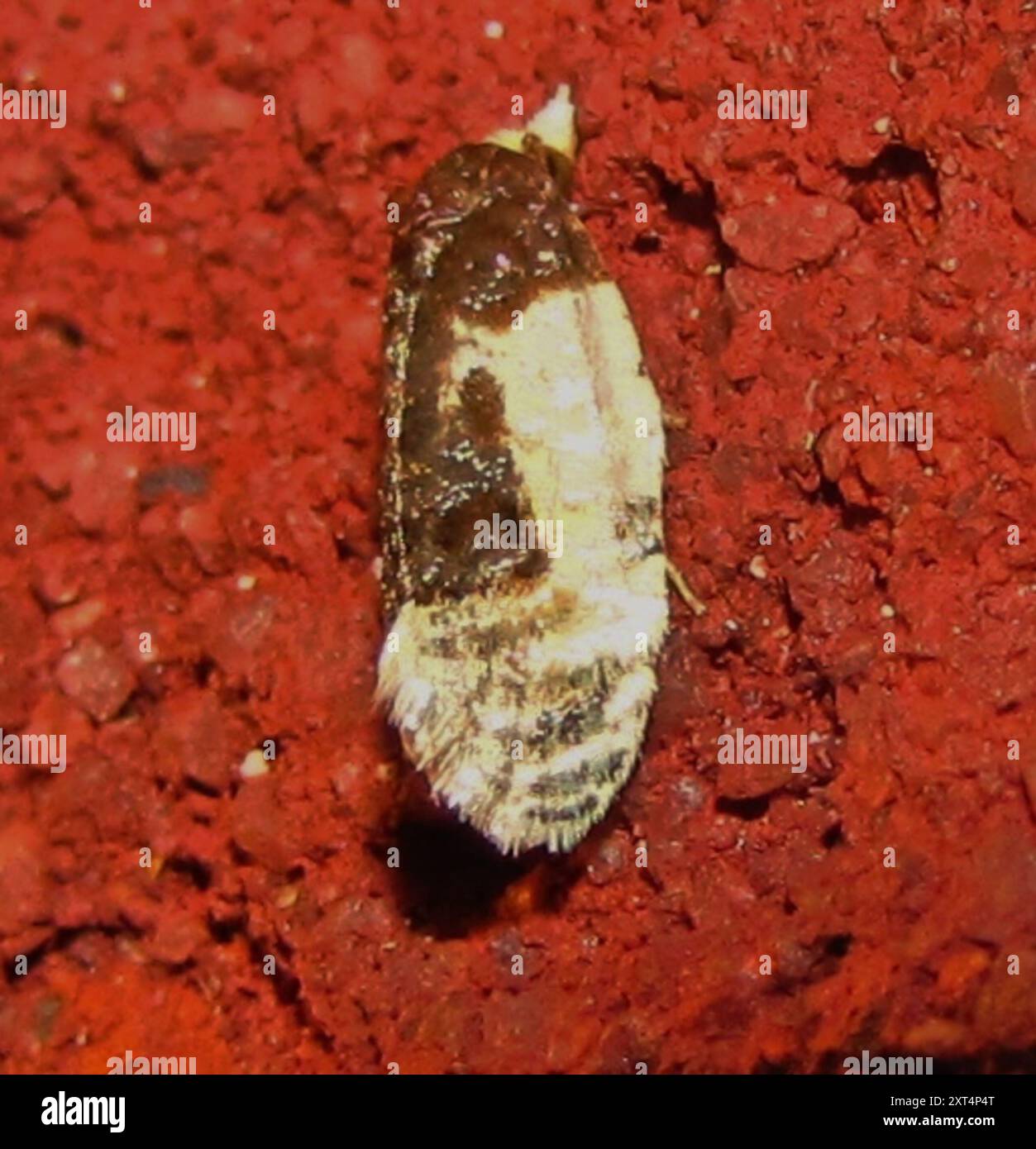 Contrasting Henricus Moth (Henricus edwardsiana) Insecta Stock Photo ...