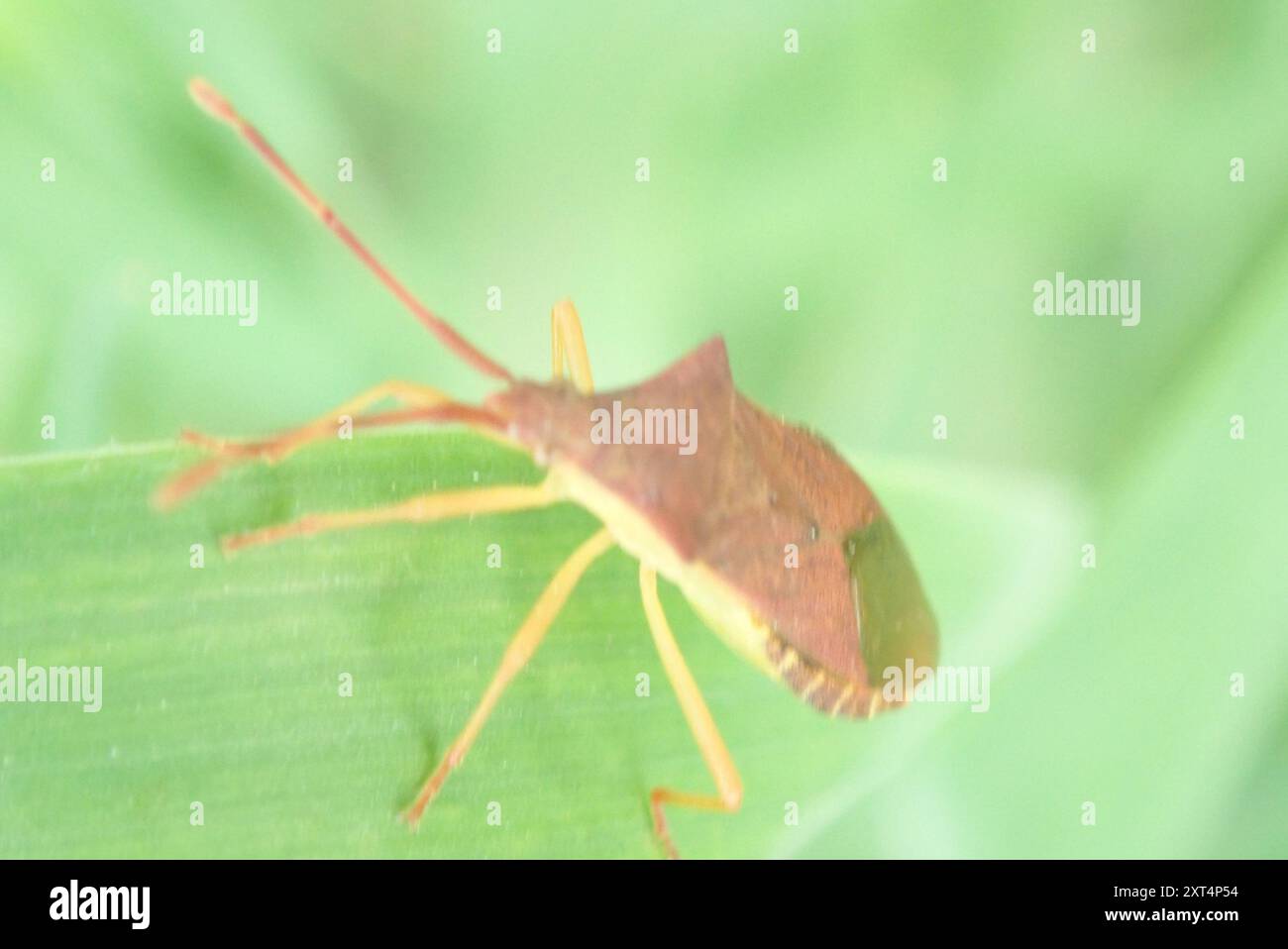 Box Bug (Gonocerus acuteangulatus) Insecta Stock Photo - Alamy