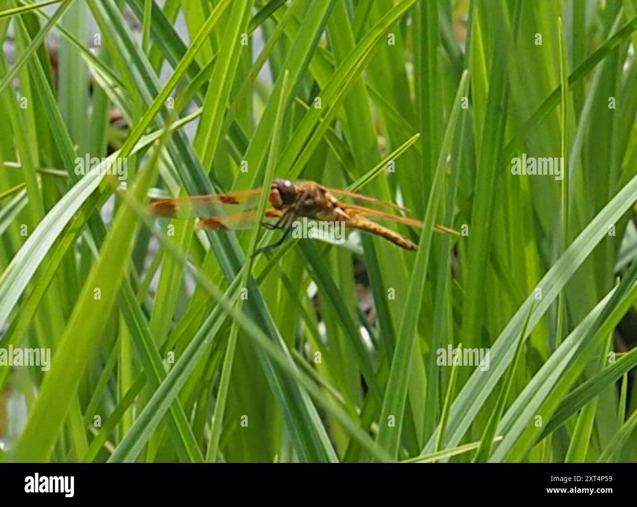 Painted Skimmer (Libellula semifasciata) Insecta Stock Photo - Alamy