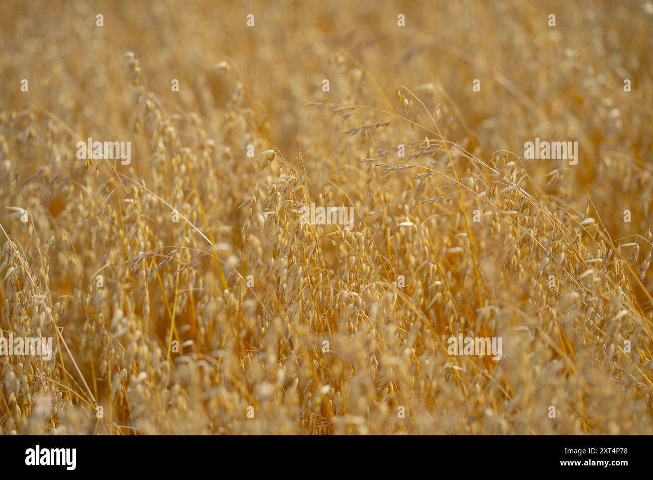 Field landscape. Field of oats. Oatmeal. Golden field. Ear of oats in ...