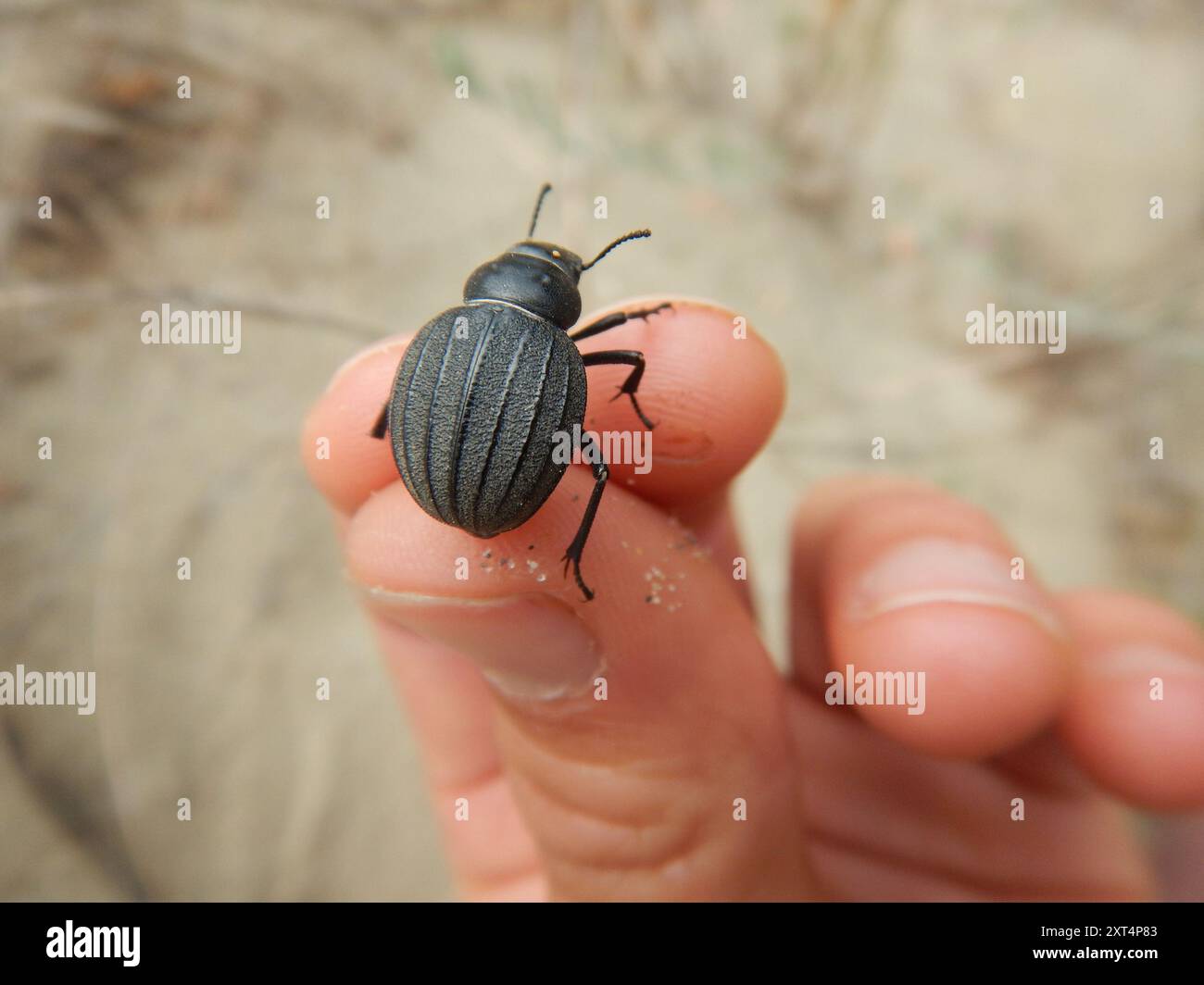(Pimelia muricata) Insecta Stock Photo - Alamy