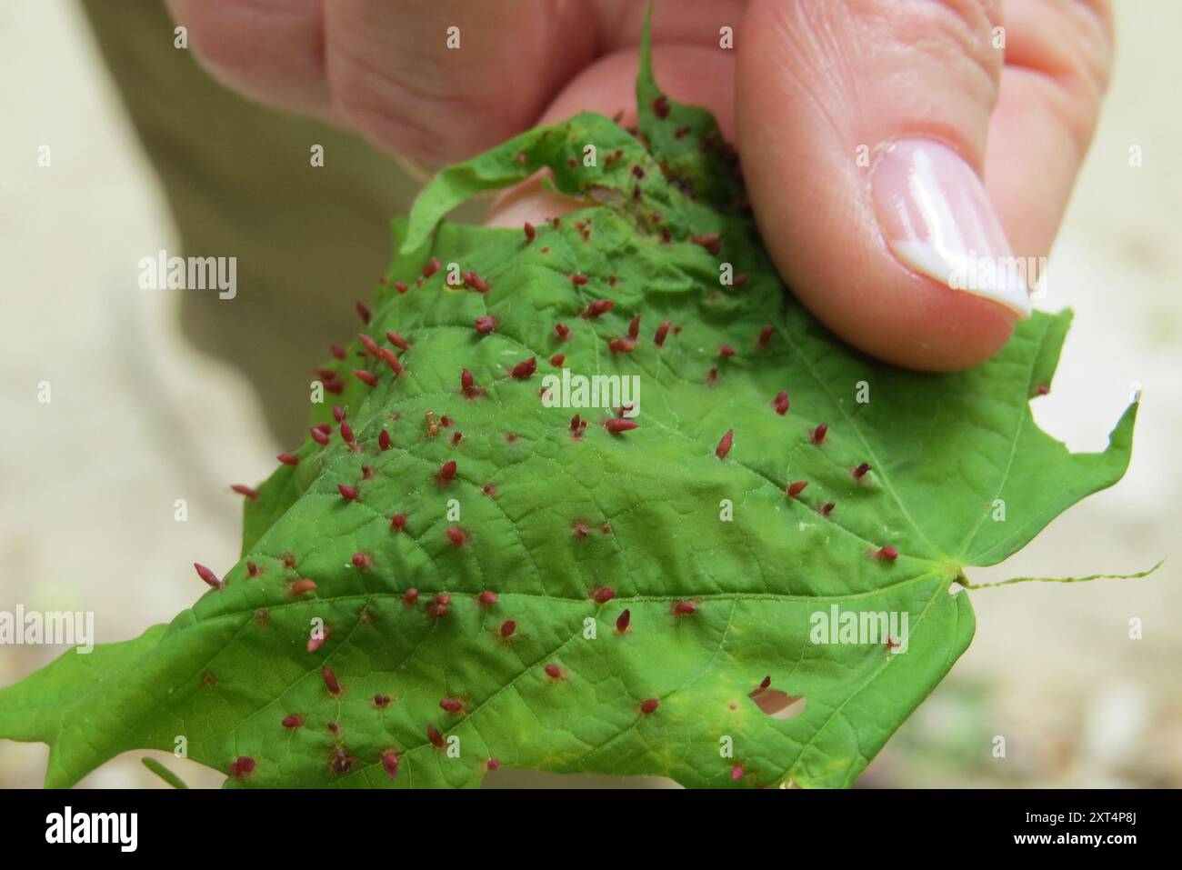 Maple Spindle Gall Mite (Vasates aceriscrumena) Arachnida Stock Photo ...
