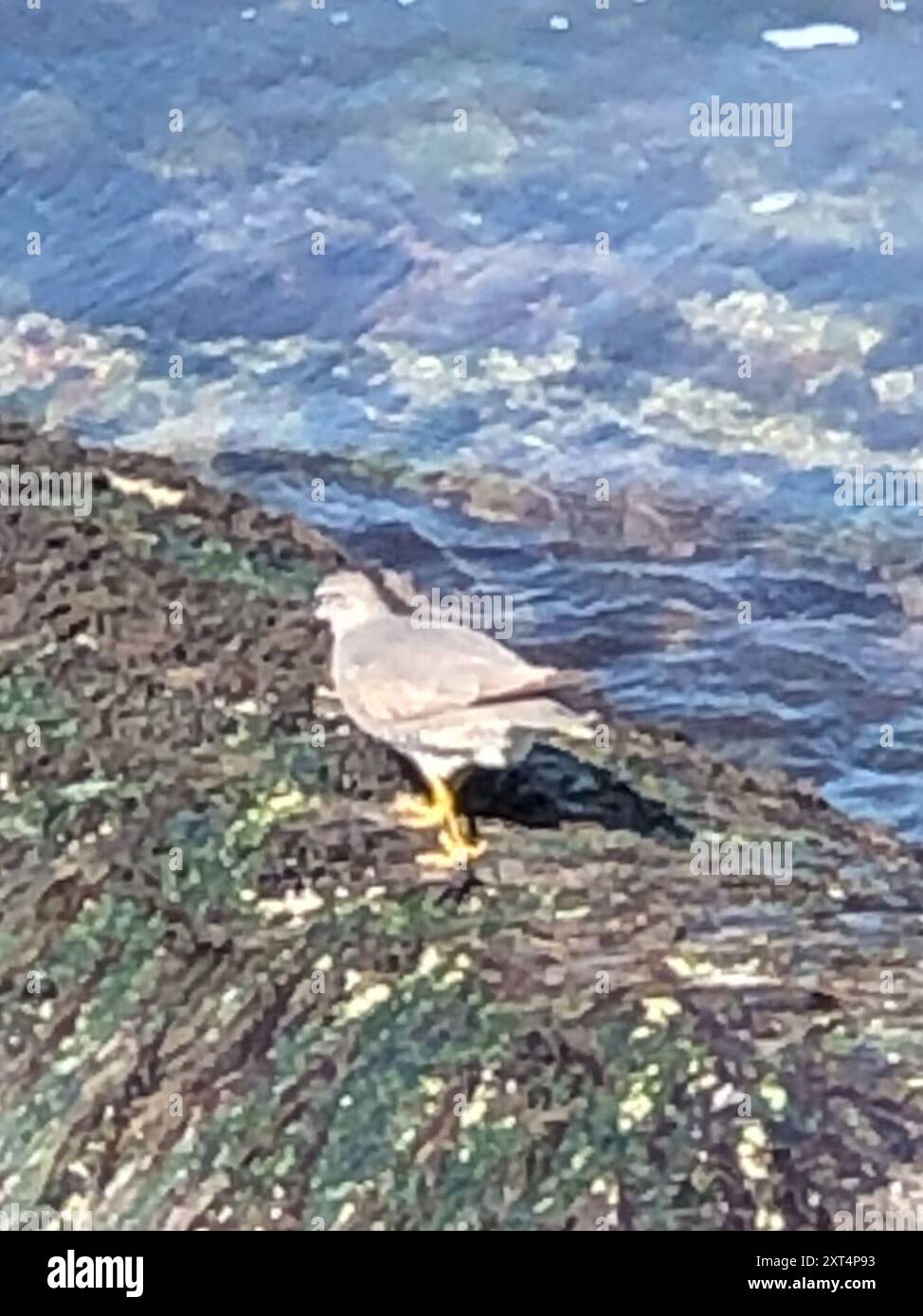 Wandering Tattler (Tringa incana) Aves Stock Photo - Alamy
