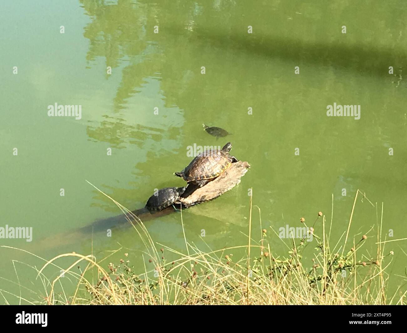 Pond Slider (Trachemys scripta) Reptilia Stock Photo - Alamy