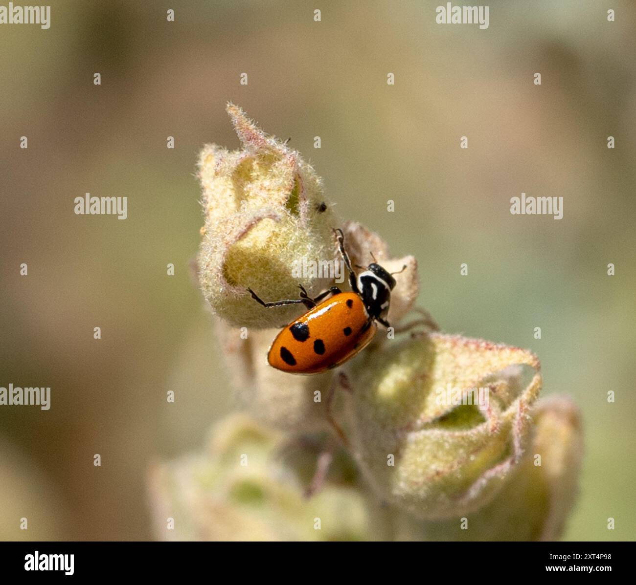 Convergent Lady Beetle (Hippodamia convergens) Insecta Stock Photo - Alamy