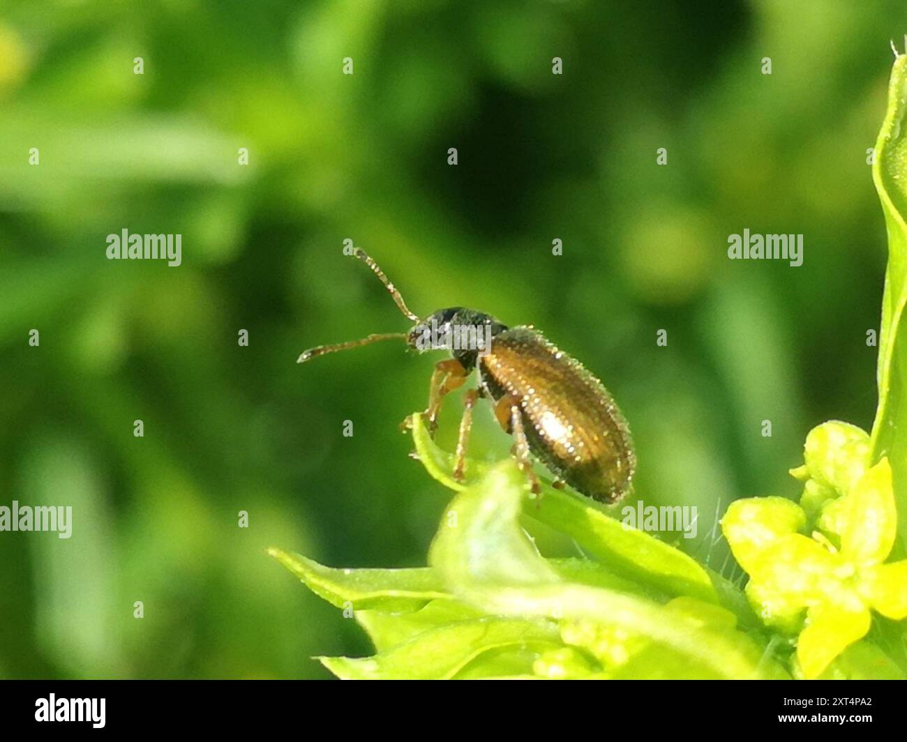 Brown Leaf Weevil (Phyllobius oblongus) Insecta Stock Photo - Alamy