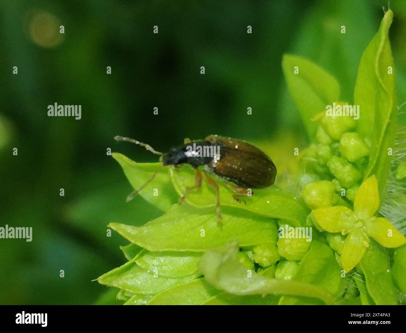 Brown Leaf Weevil (Phyllobius oblongus) Insecta Stock Photo - Alamy
