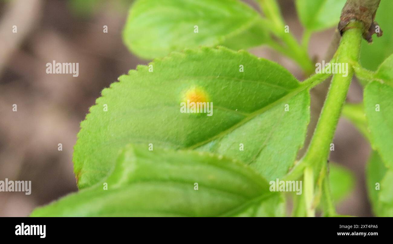 Crown Rust (Puccinia coronata) Fungi Stock Photo - Alamy
