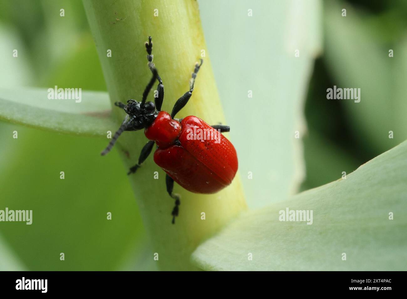 Lily Leaf Beetle (Lilioceris lilii) Insecta Stock Photo - Alamy