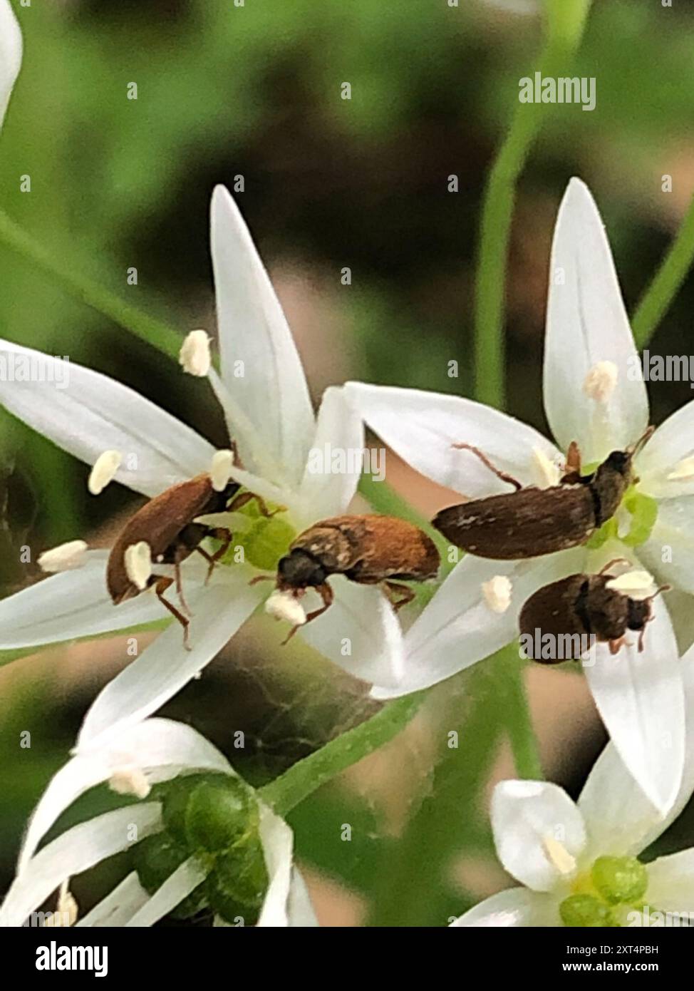 Fruitworm Beetles (Byturidae) Insecta Stock Photo - Alamy