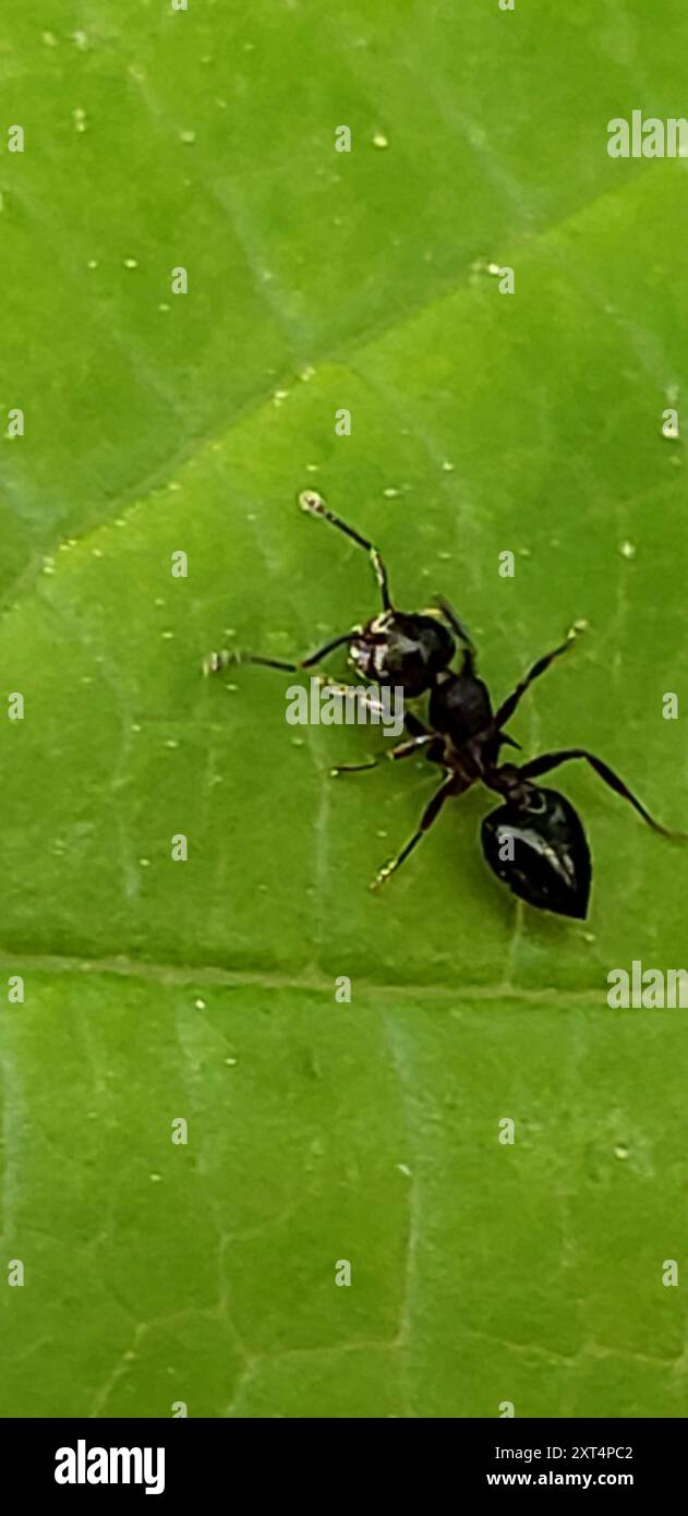 Acrobat Ants and Cocktail Ants (Crematogaster) Insecta Stock Photo - Alamy