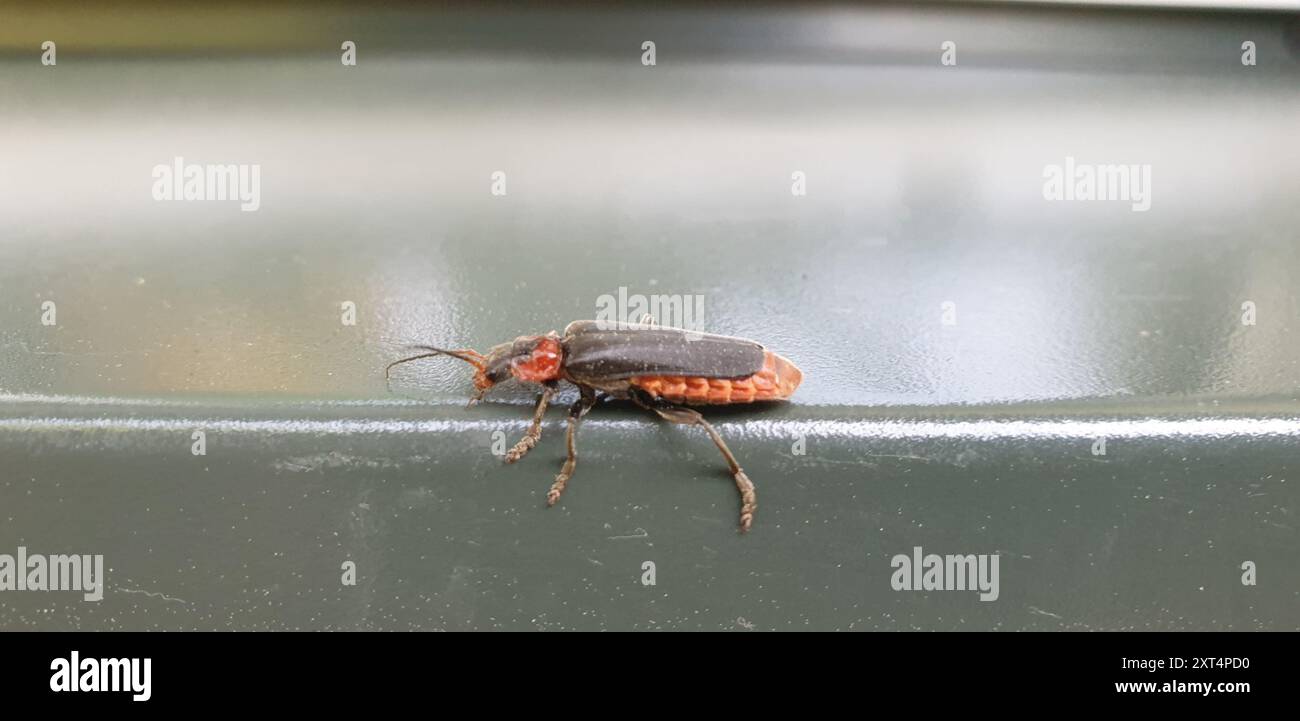 Dark Sailor Beetle (Cantharis fusca) Insecta Stock Photo - Alamy