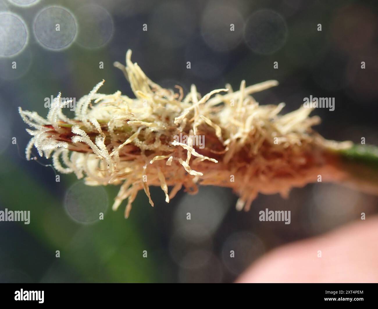 Common Spike-rush (Eleocharis palustris) Plantae Stock Photo - Alamy