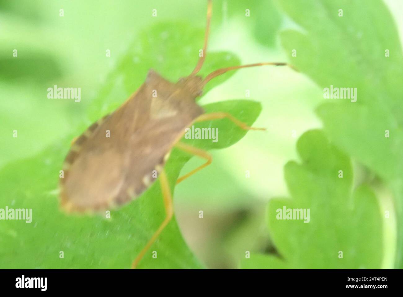 Box Bug (Gonocerus acuteangulatus) Insecta Stock Photo - Alamy