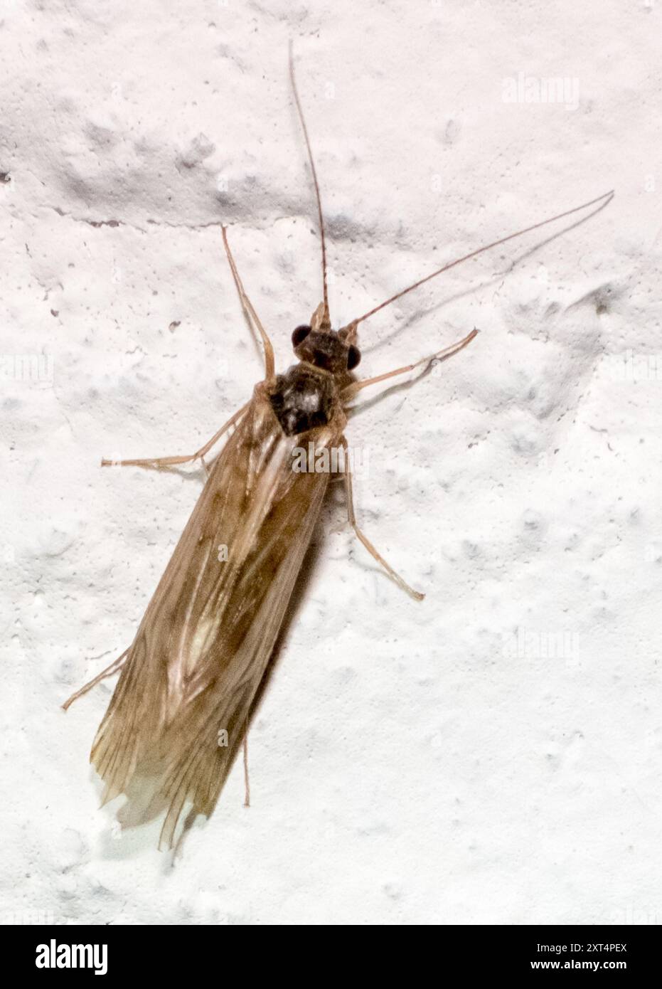 Caddisflies Trichoptera
