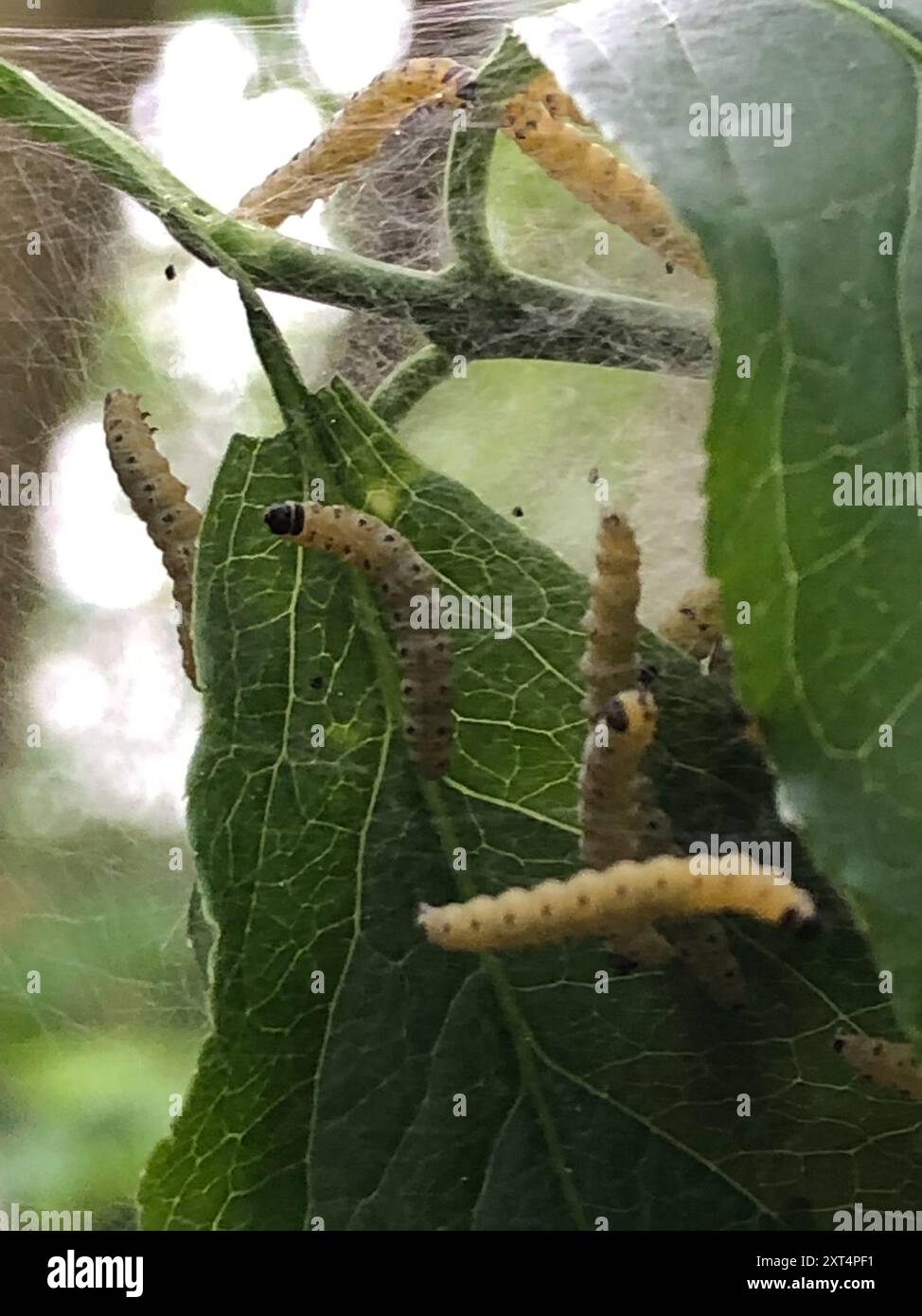 Spindle Ermine Moth (Yponomeuta cagnagella) Insecta Stock Photo - Alamy