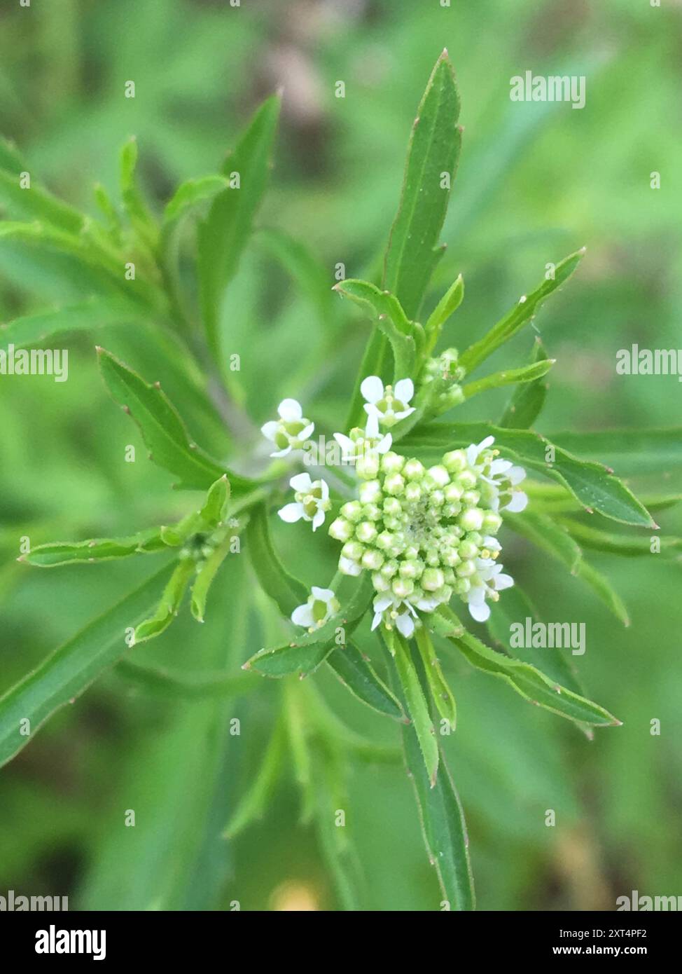 Virginia pepperweed (Lepidium virginicum) Plantae Stock Photo - Alamy