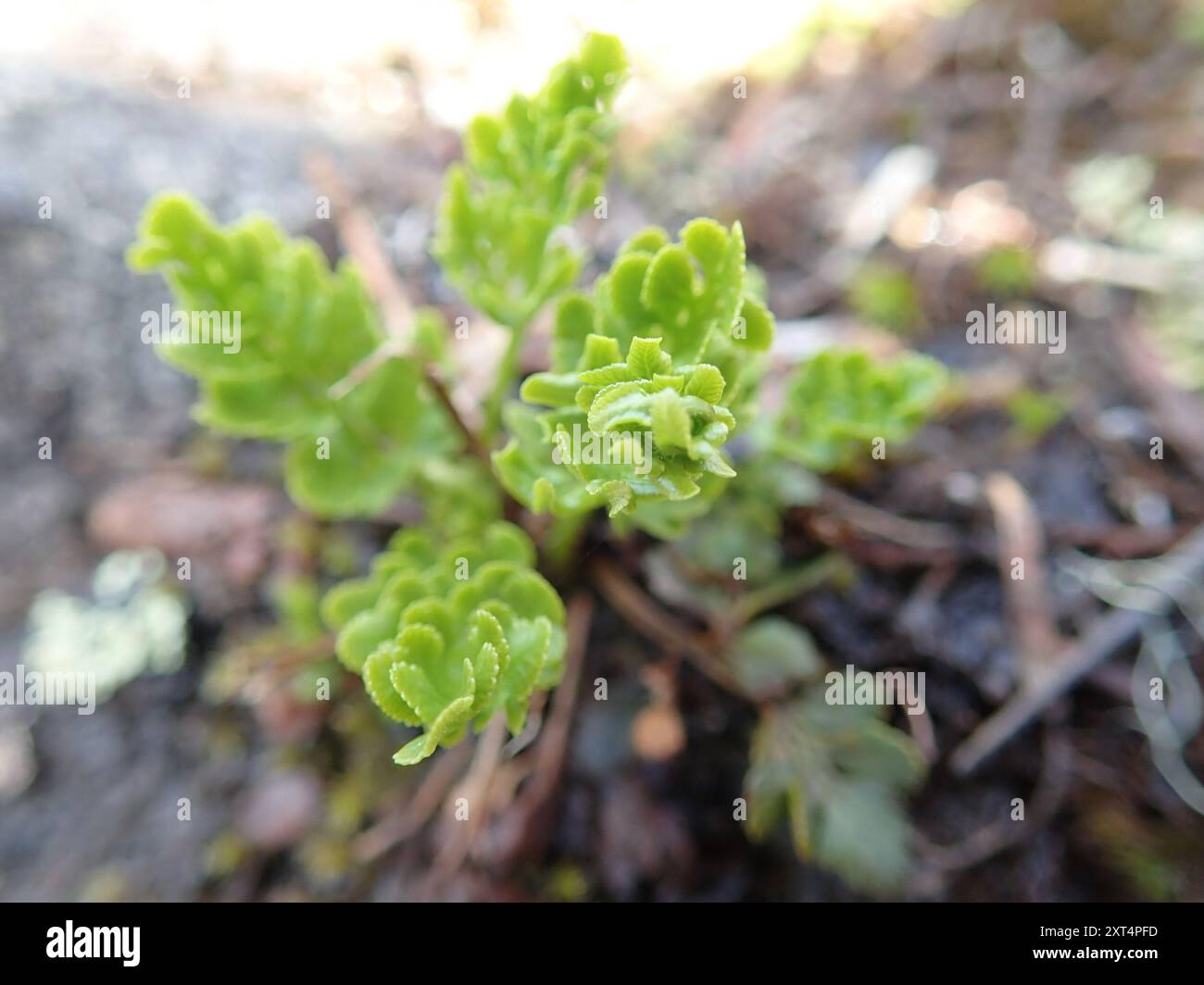 American parsley fern (Cryptogramma acrostichoides) Plantae Stock Photo ...