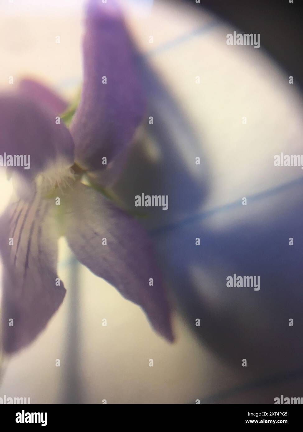 Labrador violet (Viola labradorica) Plantae Stock Photo - Alamy