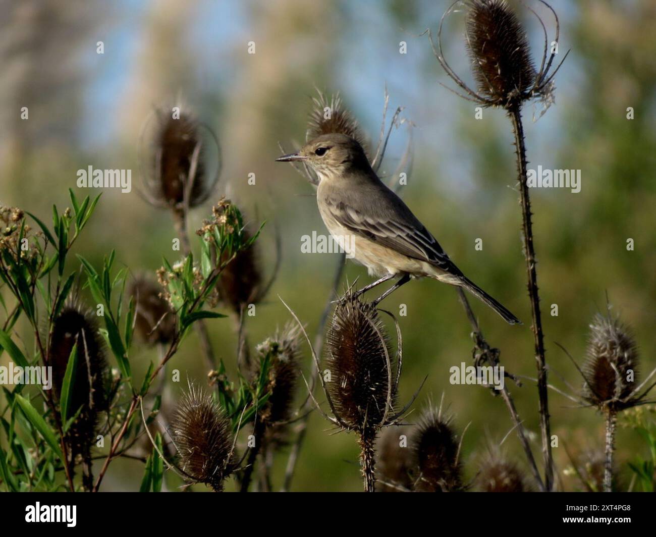 Lesser Shrike-Tyrant (Agriornis murinus) Aves Stock Photo - Alamy