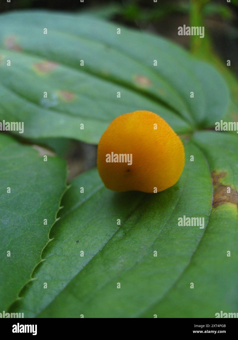 rough-fruited fairybells (Prosartes trachycarpa) Plantae Stock Photo ...