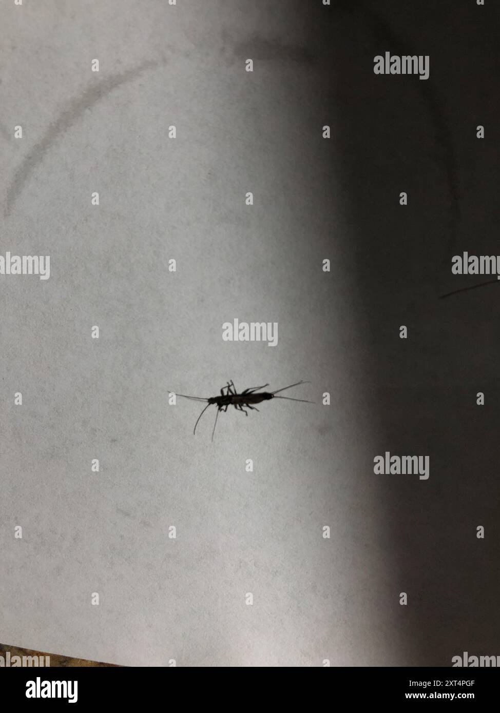 Small Winter Stoneflies (Capniidae) Insecta Stock Photo - Alamy