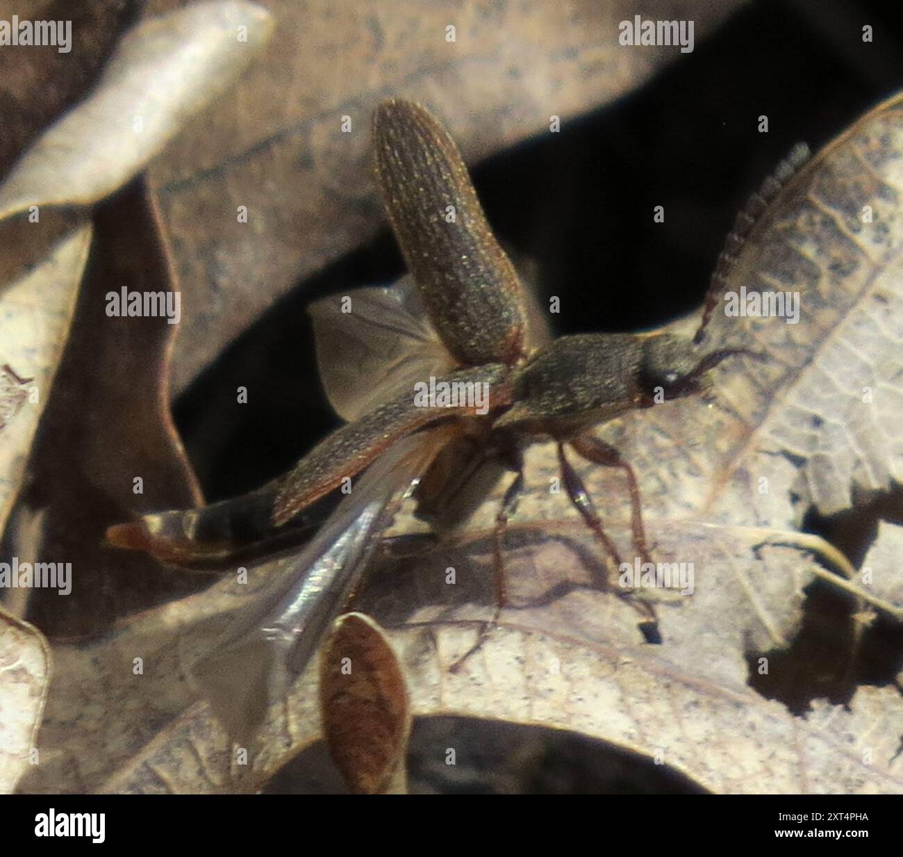 Cylindrical Click Beetle (Sylvanelater cylindriformis) Insecta Stock ...