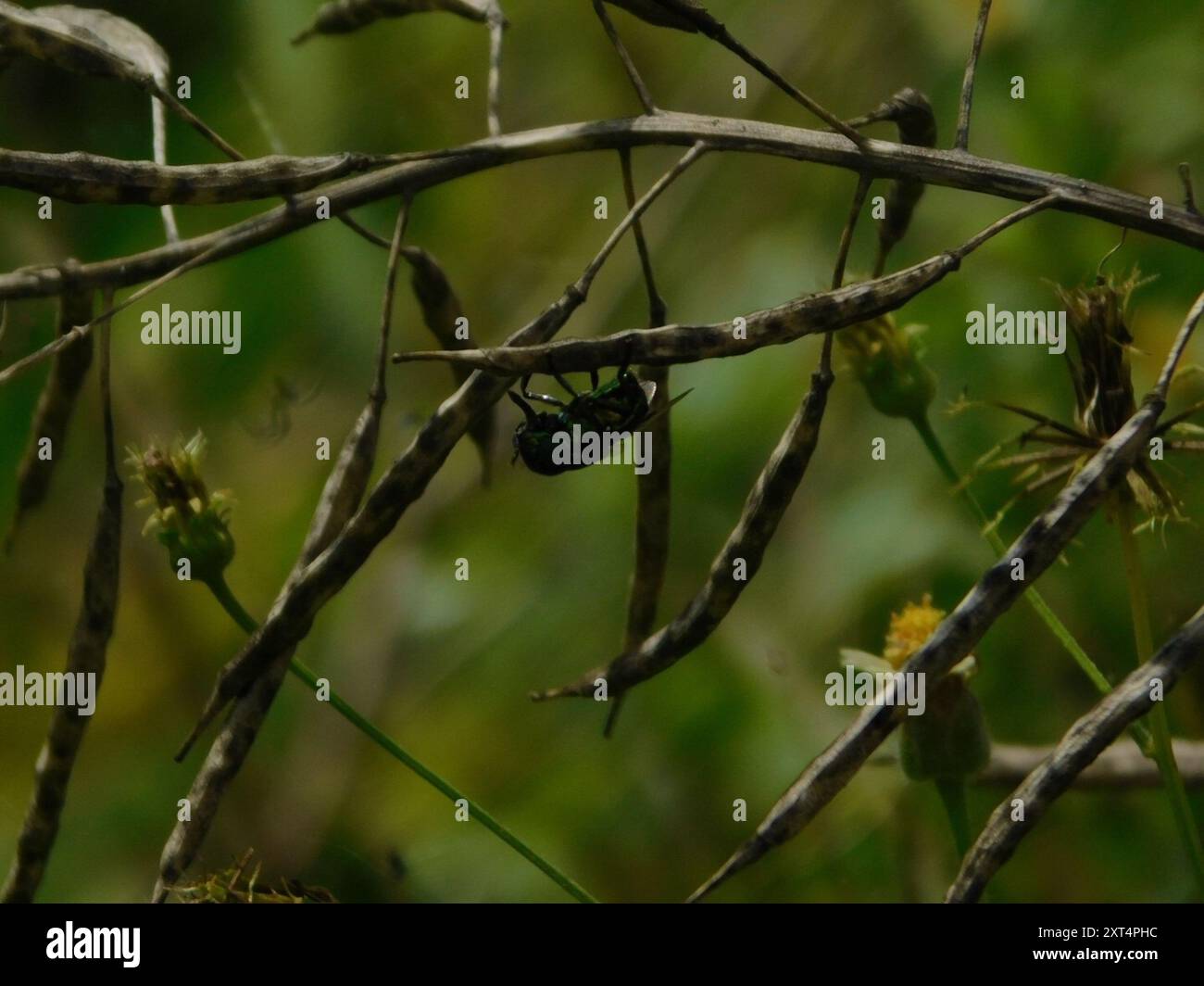 Ornidia obesa hi-res stock photography and images - Alamy