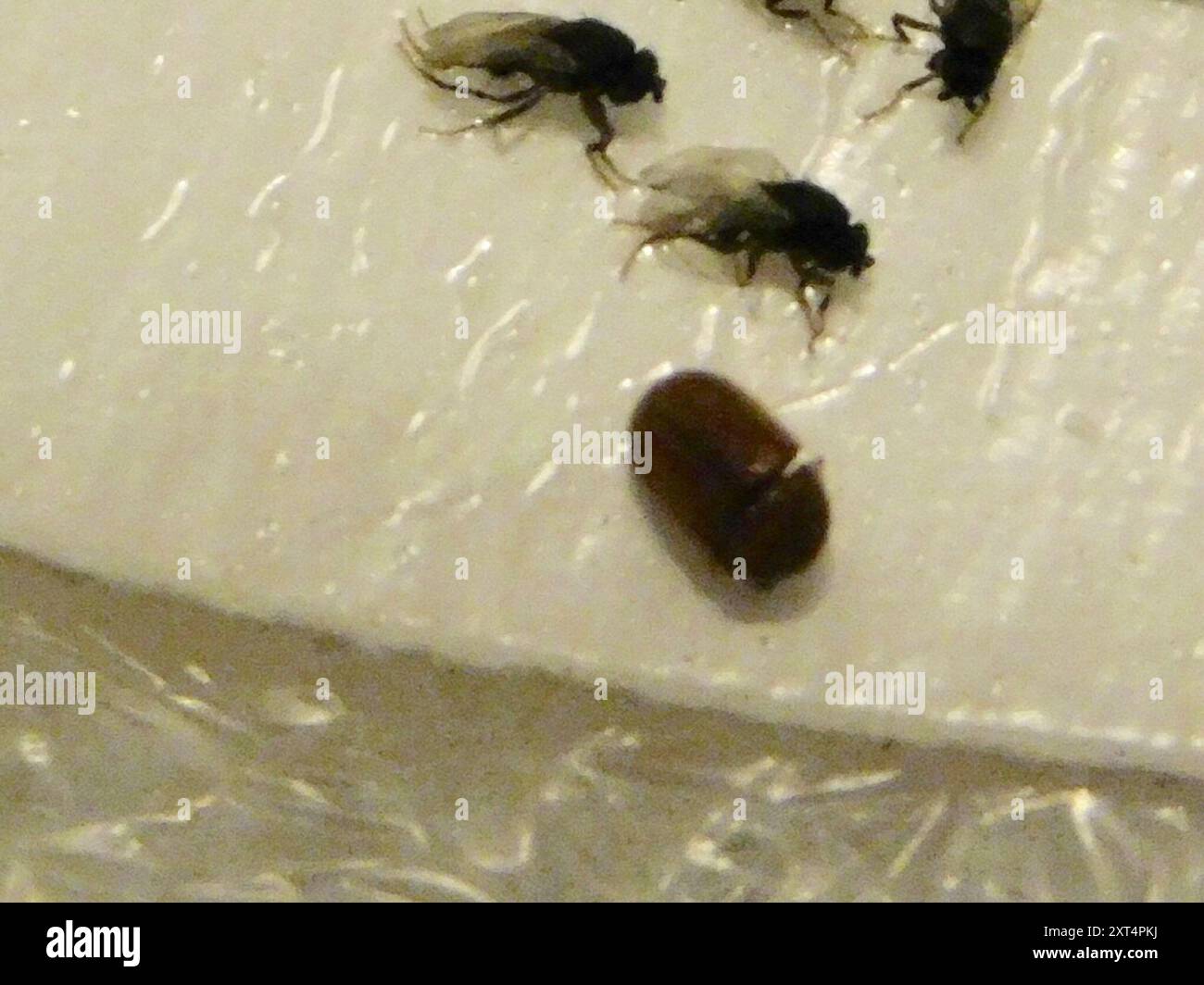 Tobacco Beetle (Lasioderma serricorne) Insecta Stock Photo - Alamy