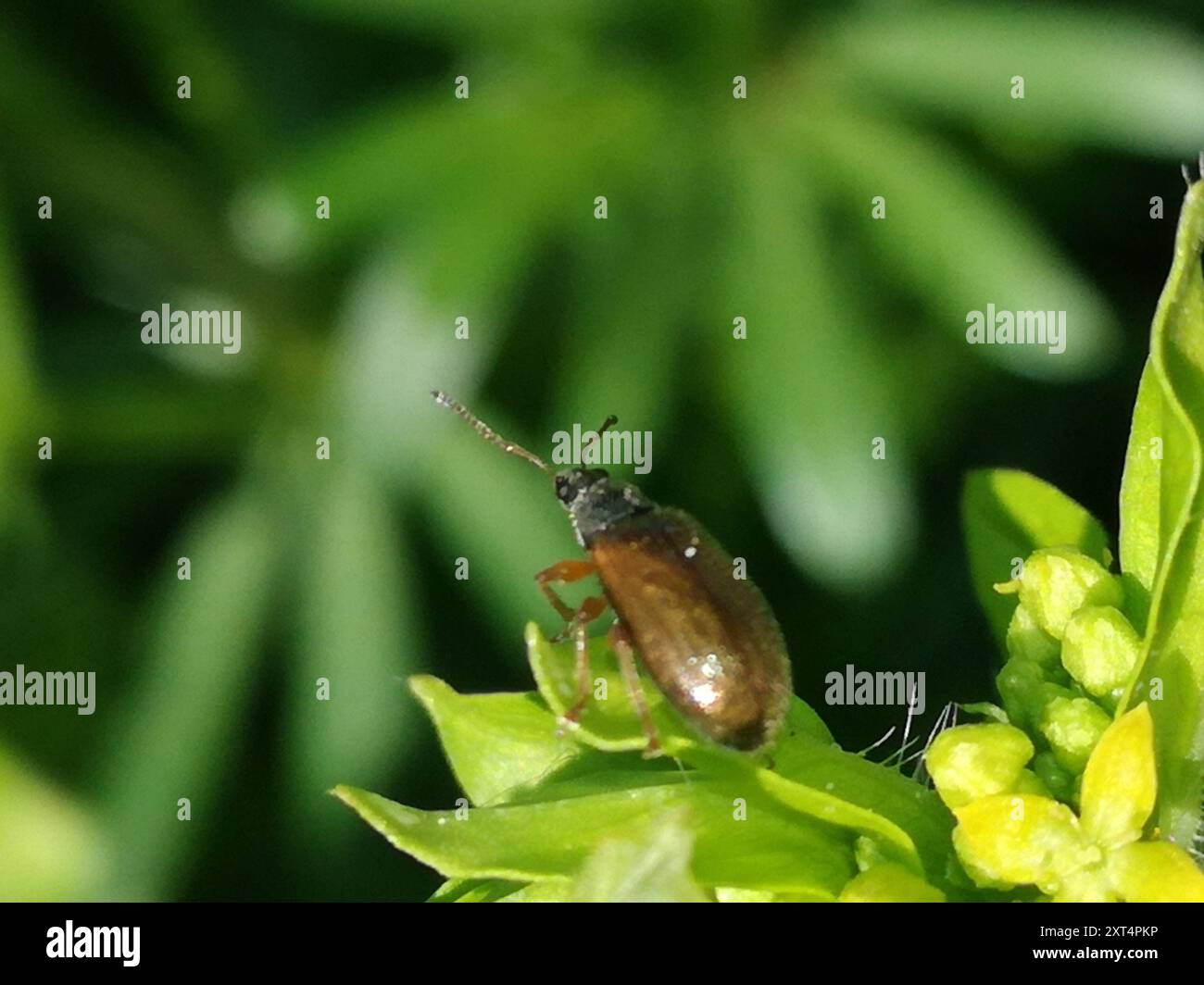 Brown Leaf Weevil (Phyllobius oblongus) Insecta Stock Photo - Alamy