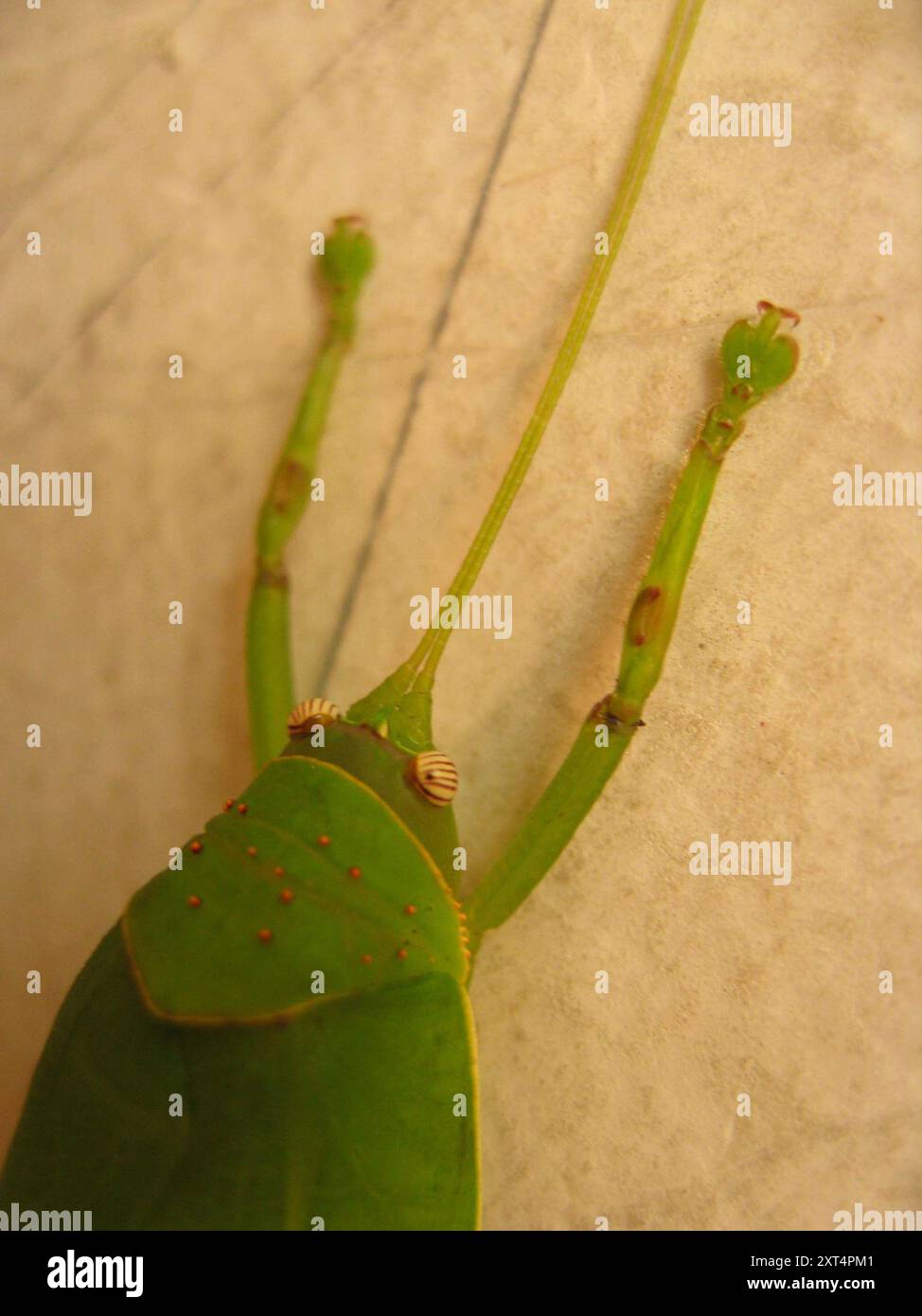 Blue-legged Sylvan Katydid (Zabalius ophthalmicus) Insecta Stock Photo ...