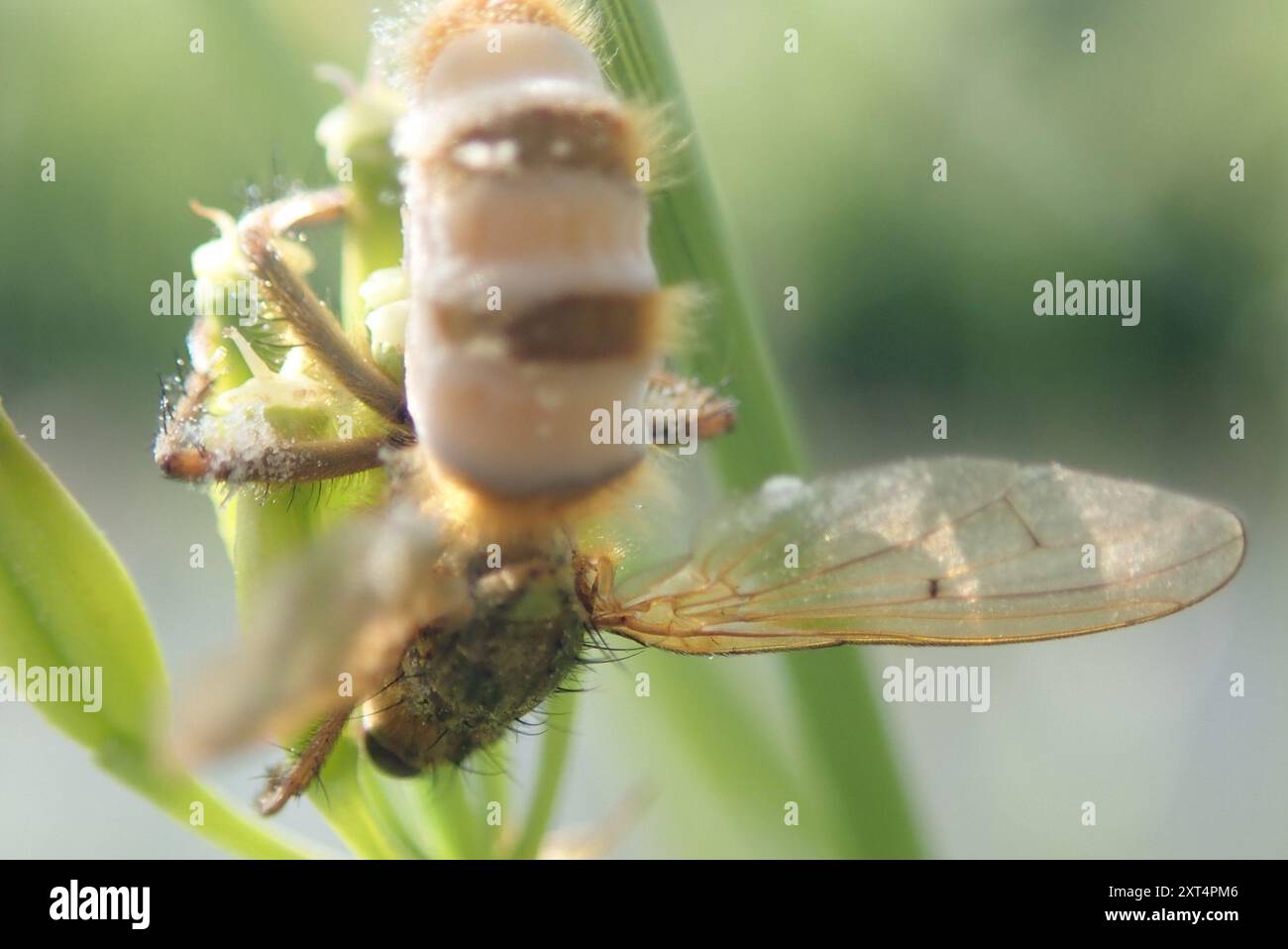 Fly Death Fungi (Entomophthora muscae) Fungi Stock Photo - Alamy