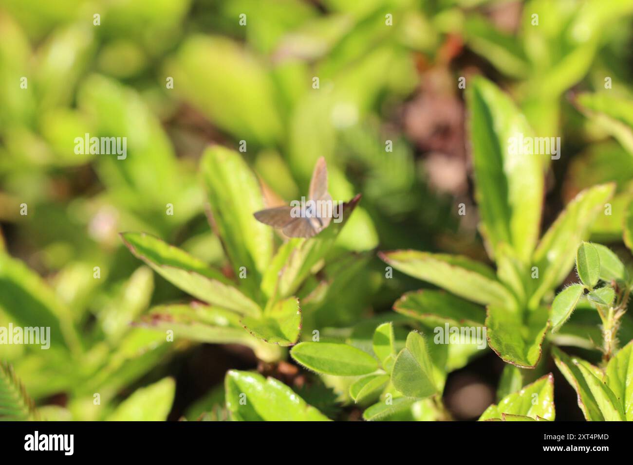 Western Pygmy-Blue (Brephidium exilis) Insecta Stock Photo - Alamy