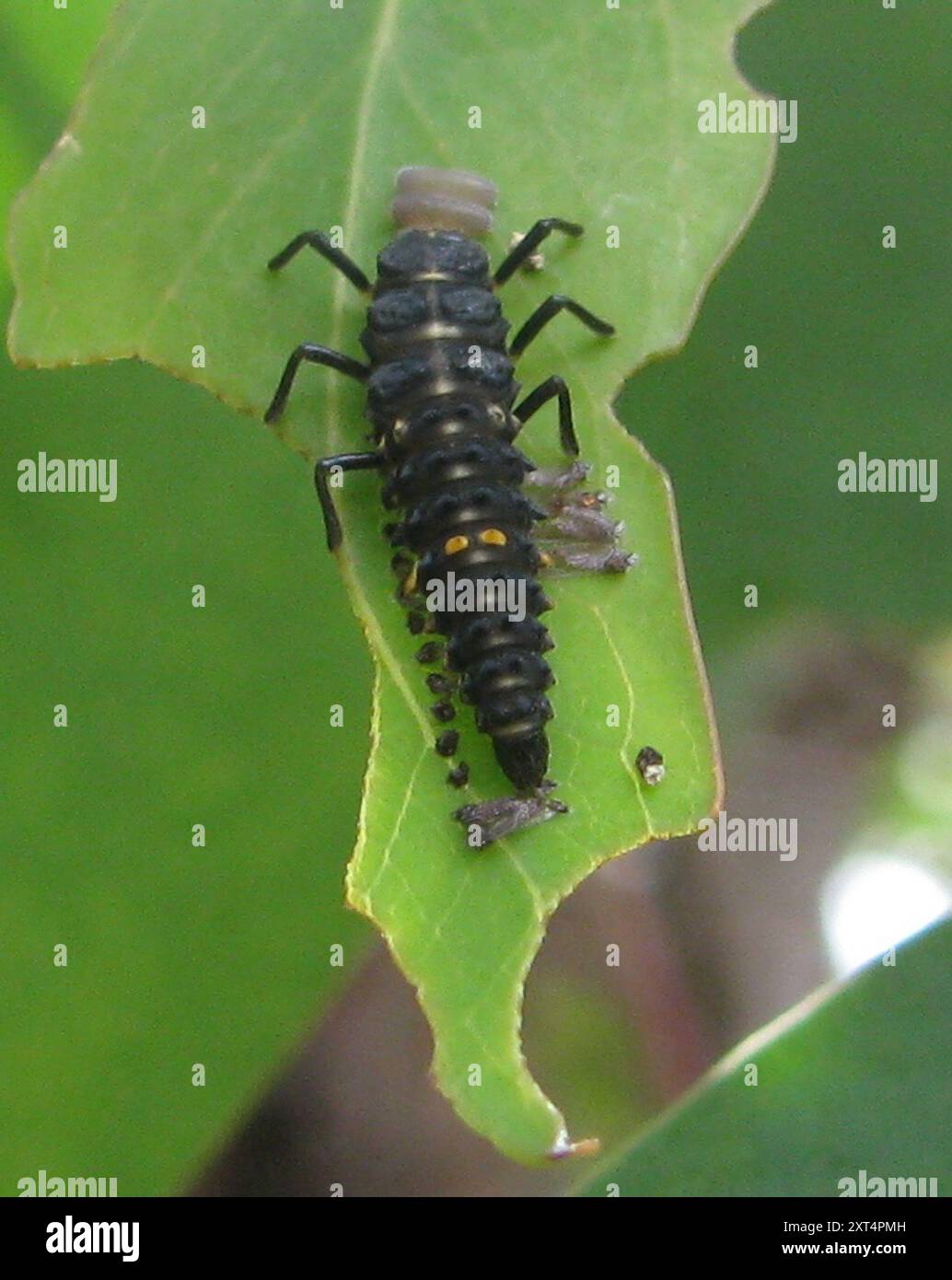 Tasmanian Ladybird (Cleobora mellyi) Insecta Stock Photo - Alamy