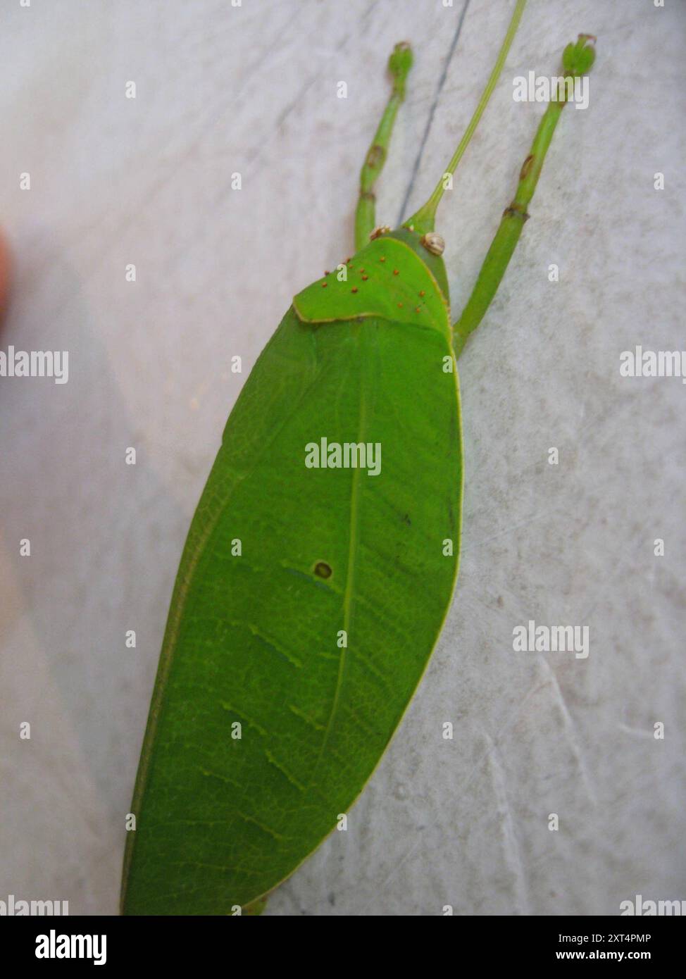 Blue-legged Sylvan Katydid (Zabalius ophthalmicus) Insecta Stock Photo ...