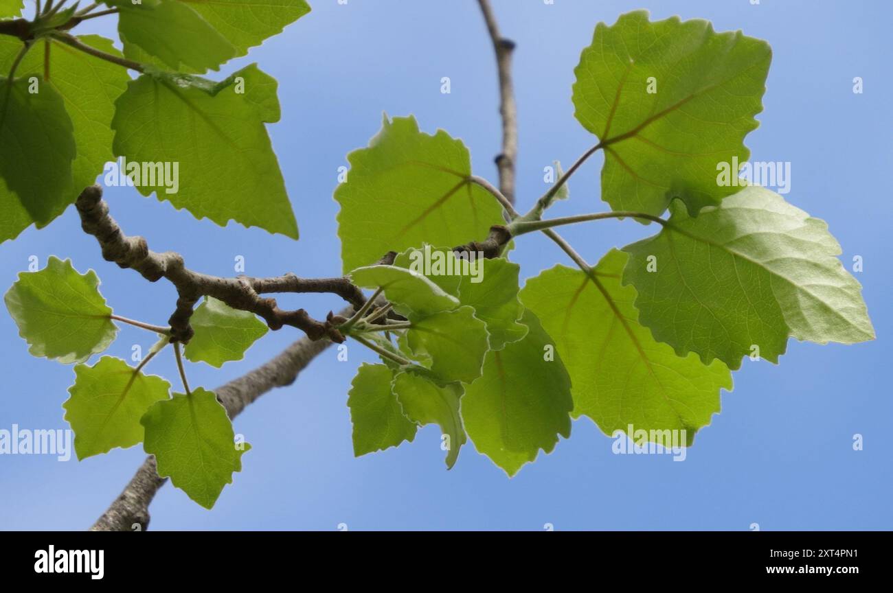 white poplar (Populus alba) Plantae Stock Photo - Alamy